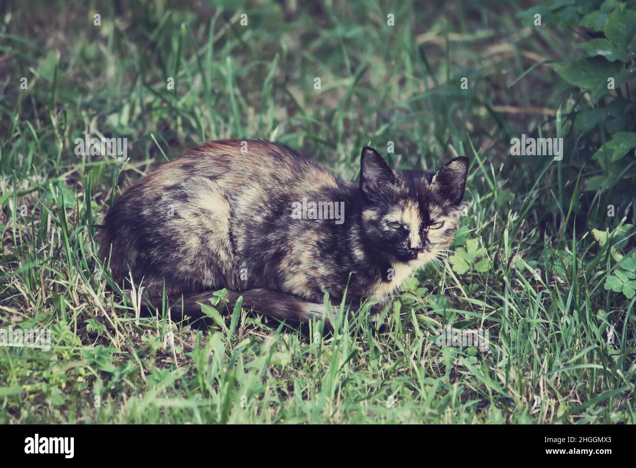 A cat hunting in the rural yard at spring Stock Photo - Alamy
