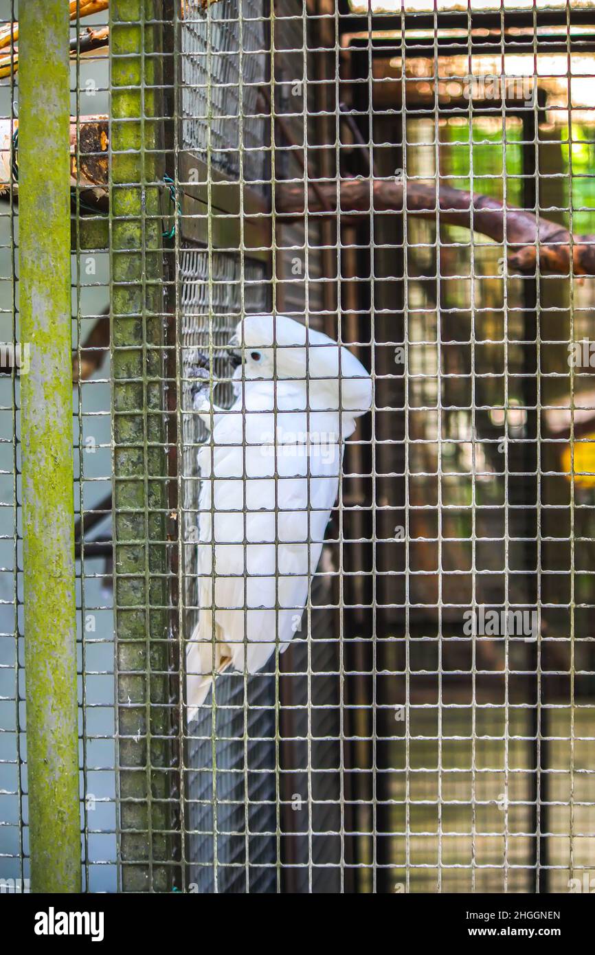 White cacadu hi-res stock photography and images - Alamy