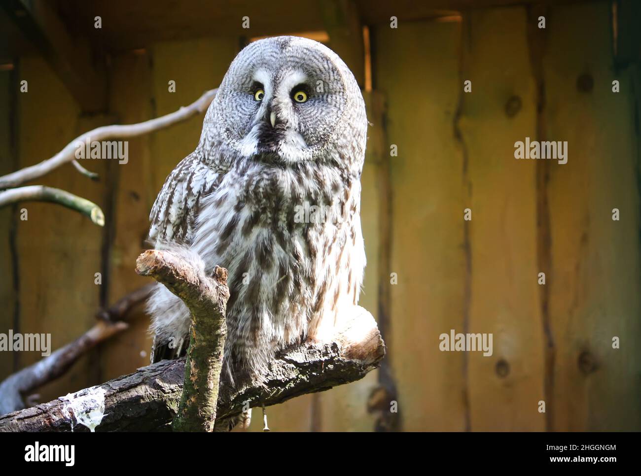 Great Grey Owl, tawny vulture, Strix nebulosa. Beautiful wild bird ...