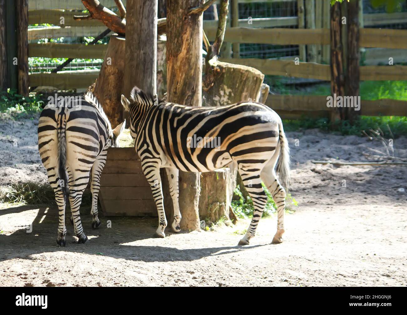 Beautiful zebra animals eating hi-res stock photography and images - Alamy