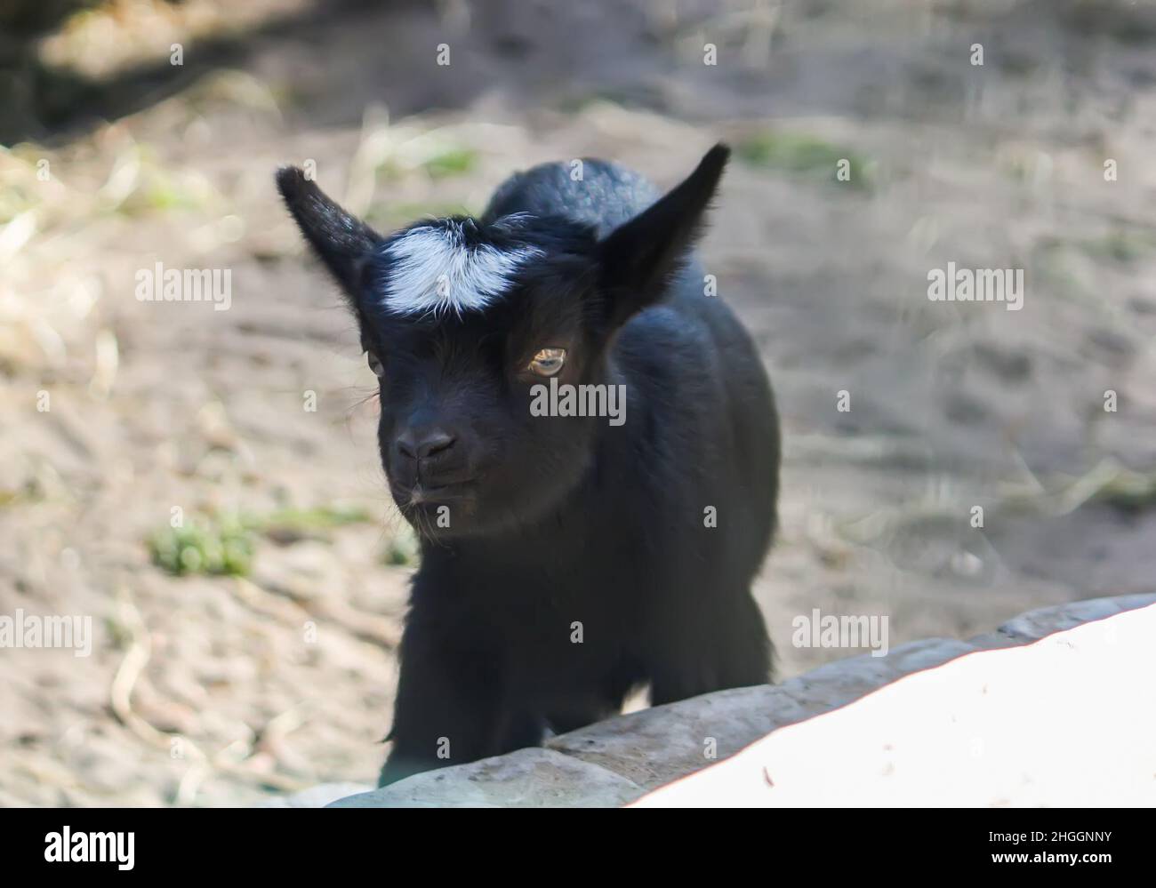 Lovely little black goat outdoors Stock Photo - Alamy