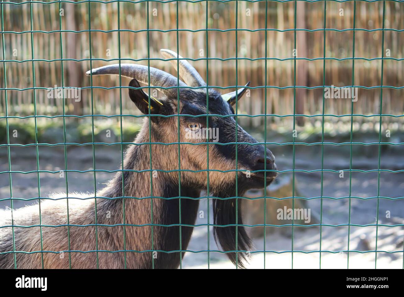 Lovely goat outdoors behind the bars in zoological garden Stock Photo ...