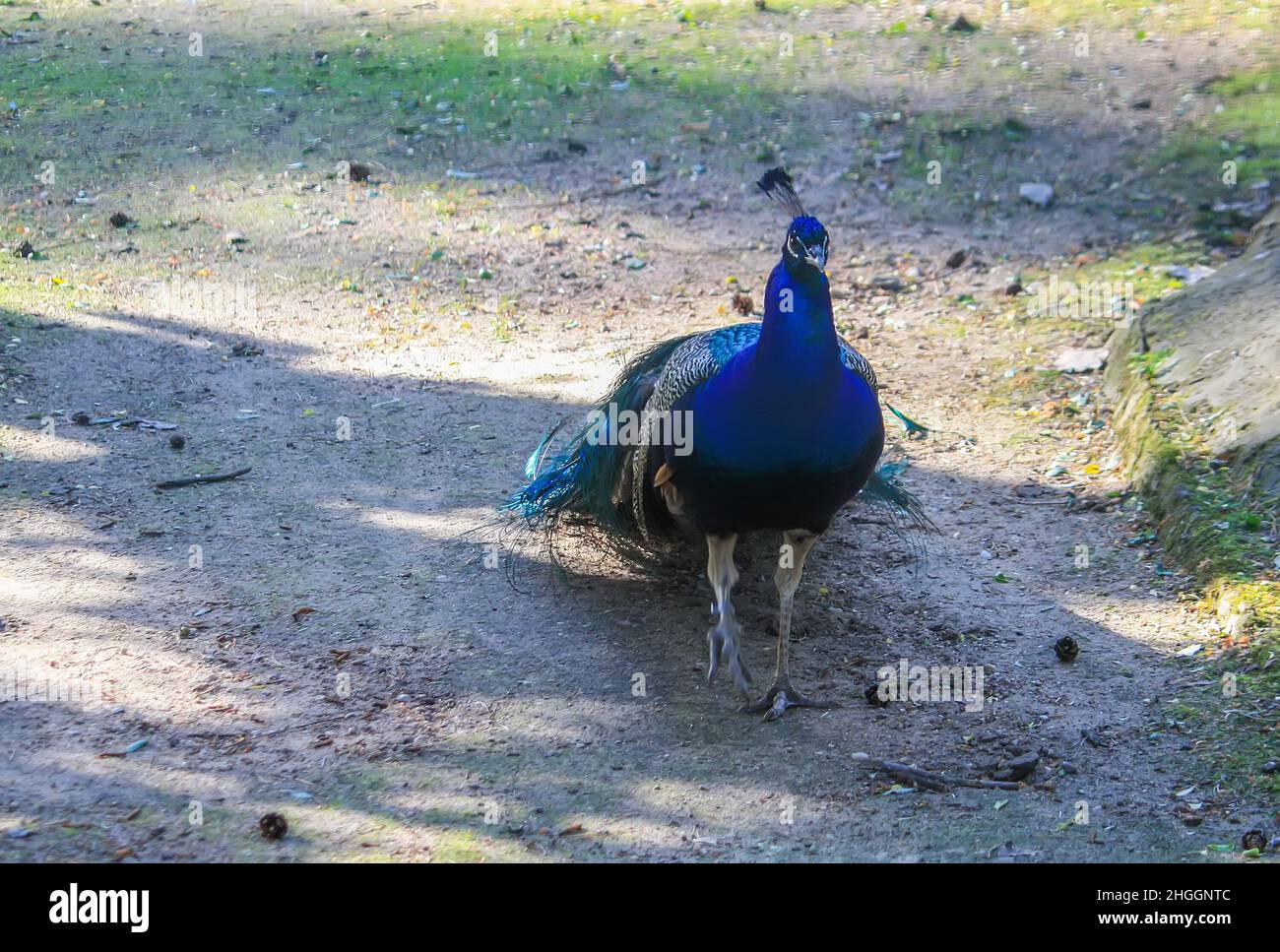 Beautiful peacock bird hi-res stock photography and images - Alamy