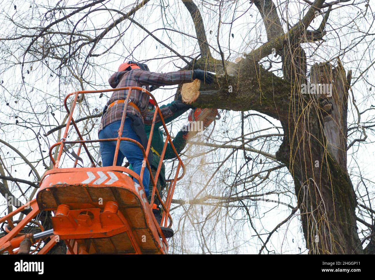 Arborists cut branches of a tree with chainsaw using truck-mounted lift ...