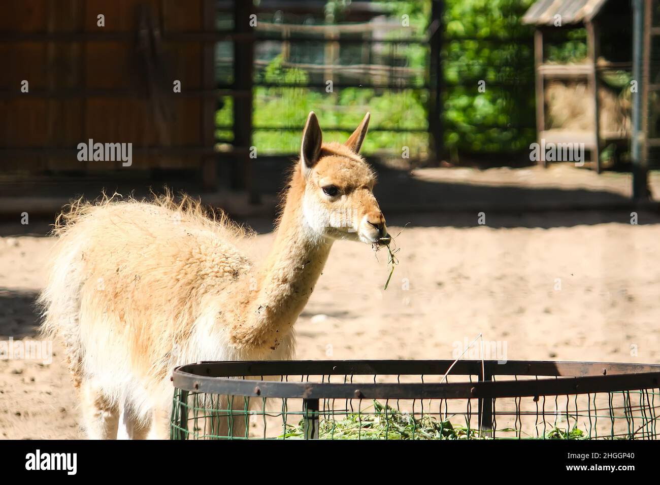 Young lama eating hay in zoological garden Stock Photo - Alamy