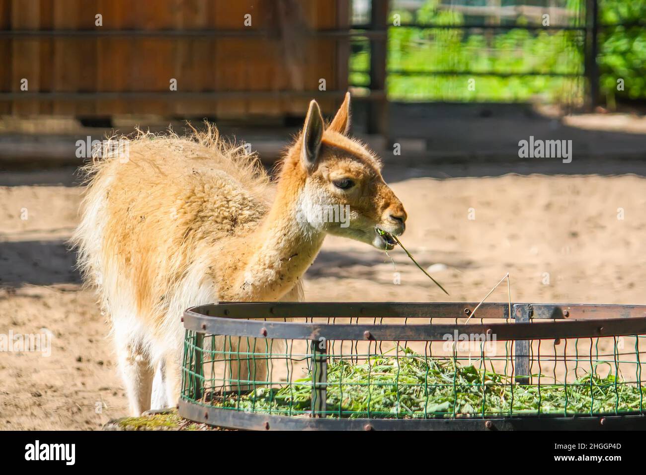 Young lama eating hay in zoological garden Stock Photo - Alamy