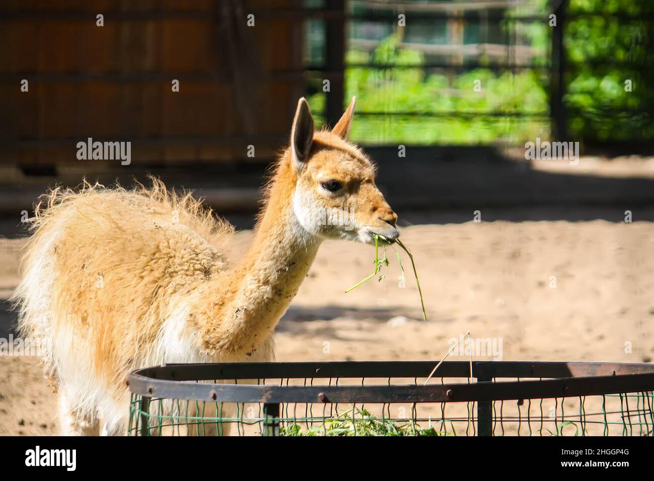 Young lama eating in zoo hi-res stock photography and images - Alamy