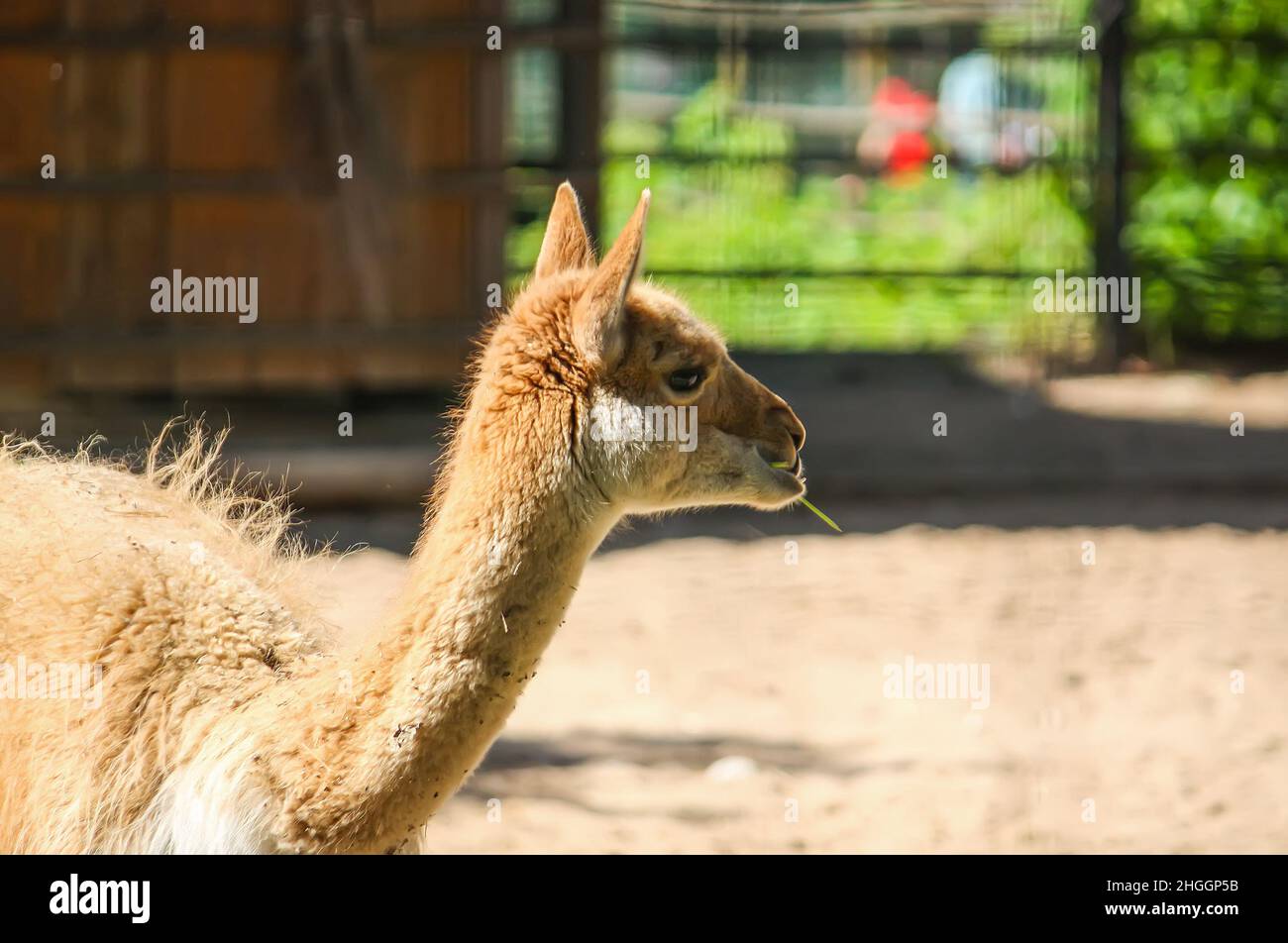 Young lama eating in zoo hi-res stock photography and images - Alamy