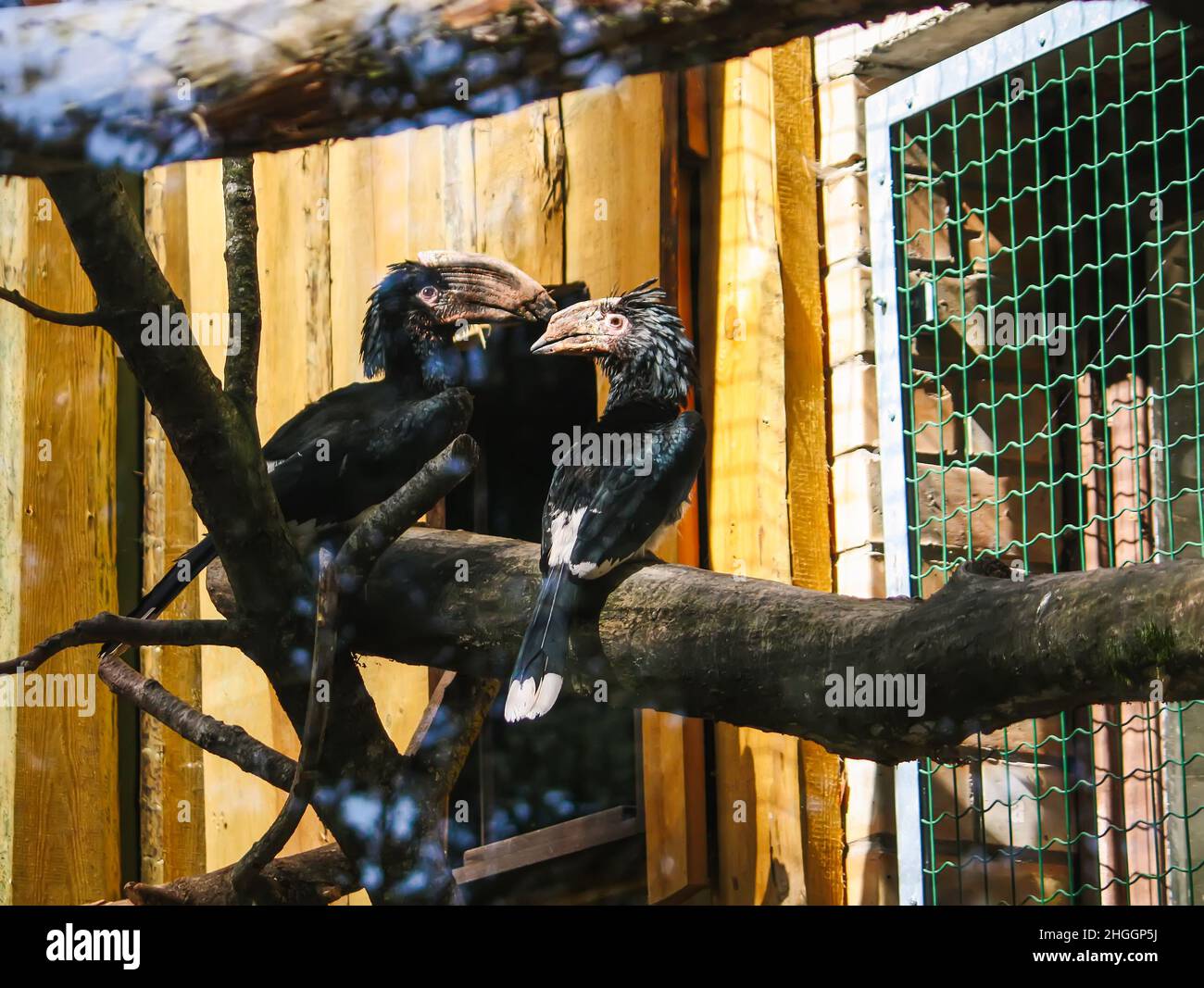 Trumpeter Hornbill, Bycanistes bucinator birds Stock Photo - Alamy
