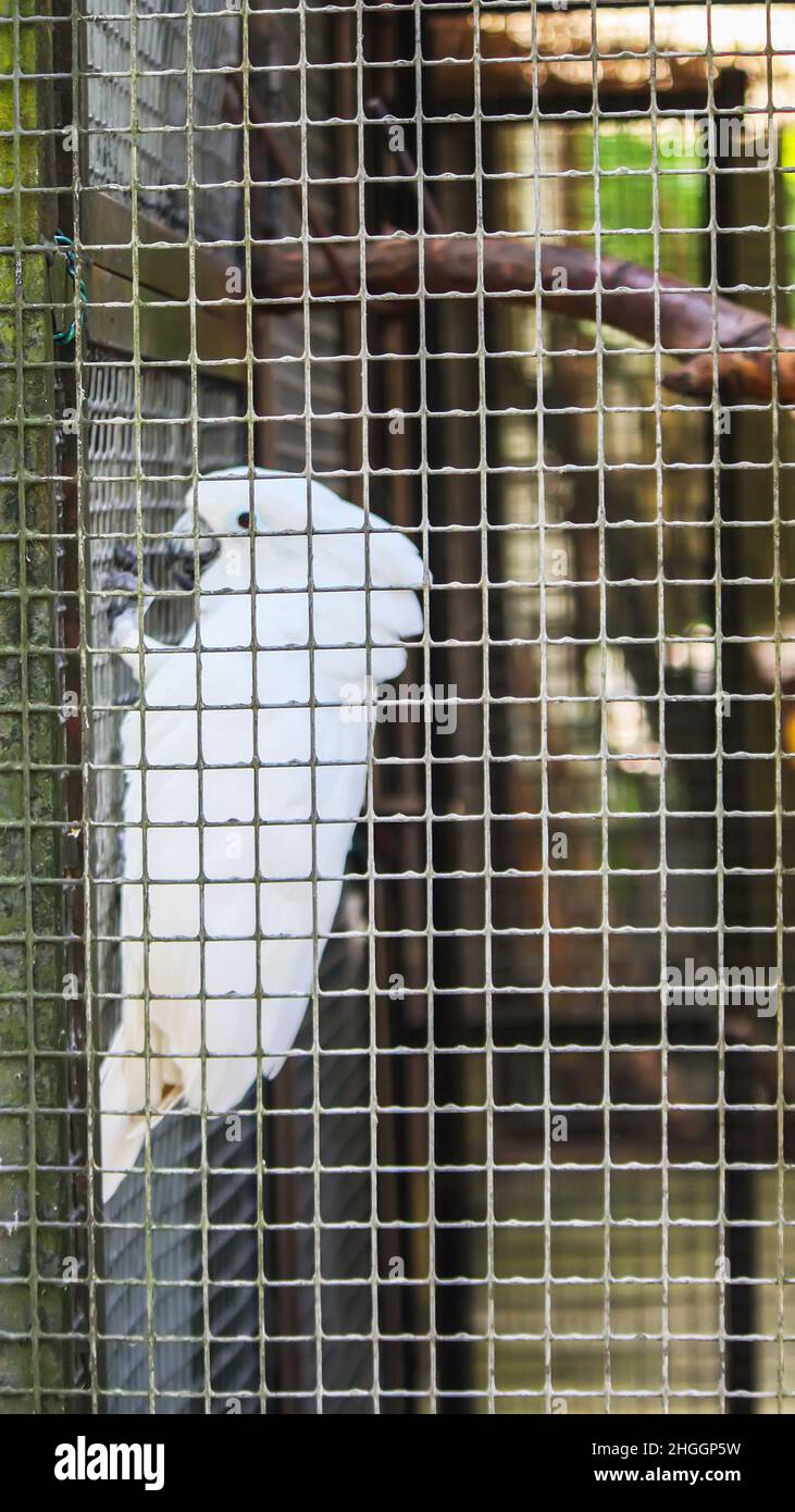 White cacadu Cacatuidae parrots behind the bars in zoological garden ...