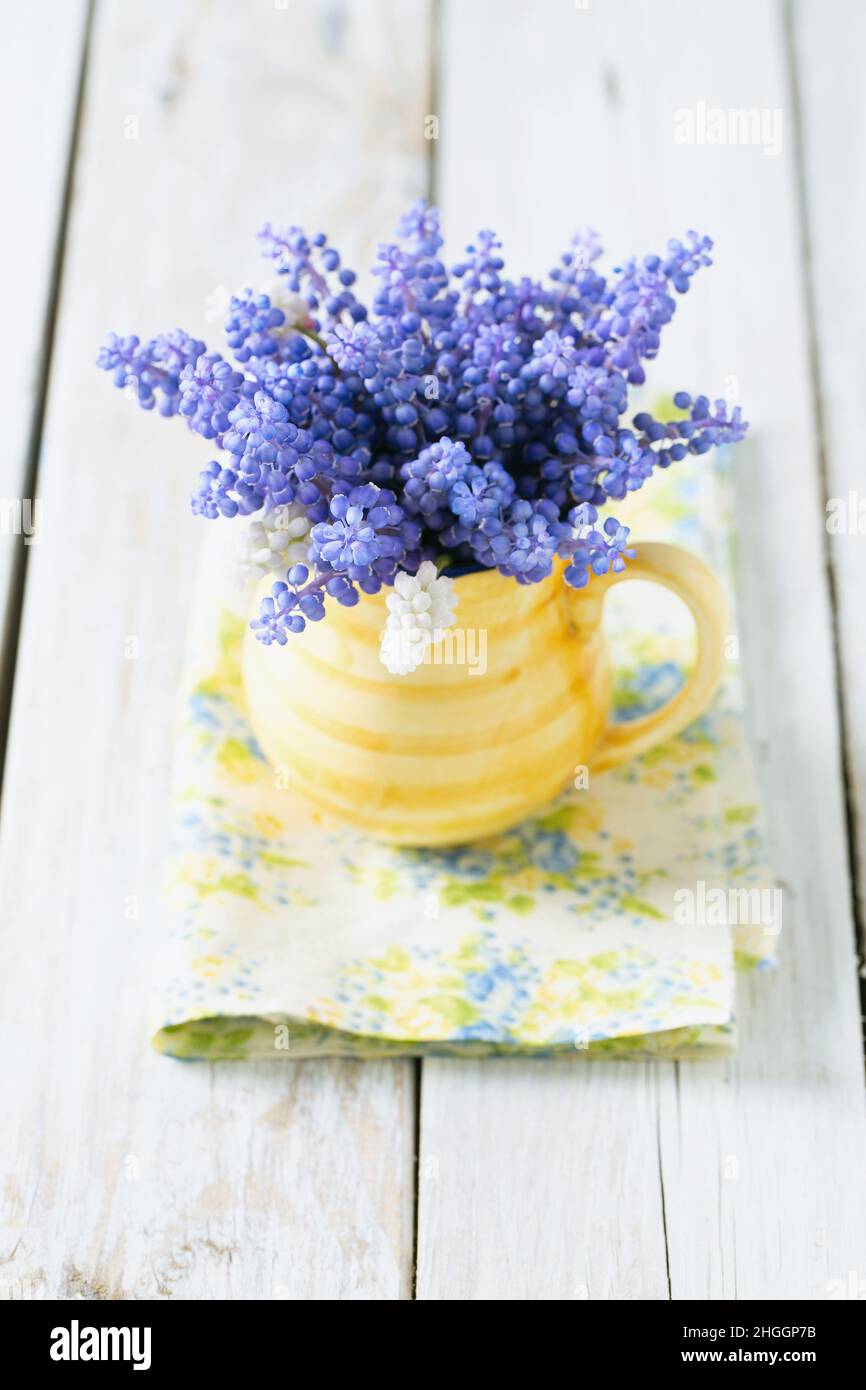 Blue muscari flowers (Grape hyacinth) on wooden background Stock Photo ...