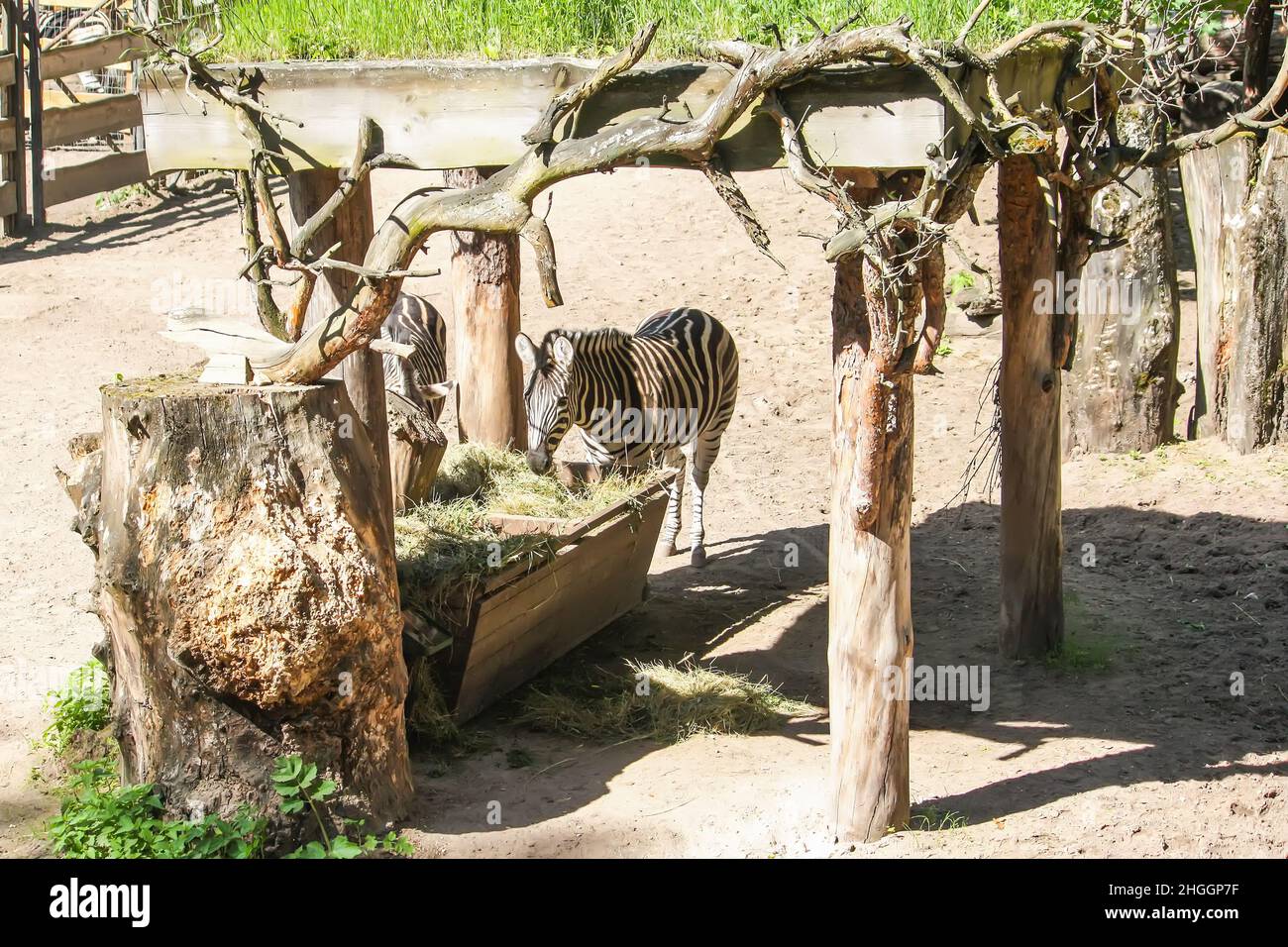 Common Zebra, Equus quagga beautiful striped animals eating dry hay in ...