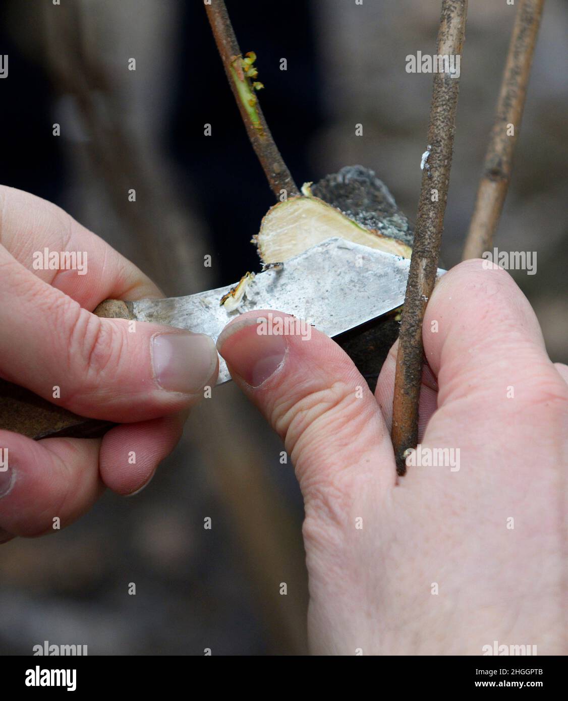 Arborist hands pruning tree with a knife Stock Photo - Alamy Arborist hands pruning tree with a knife Stock Photo - Alamy