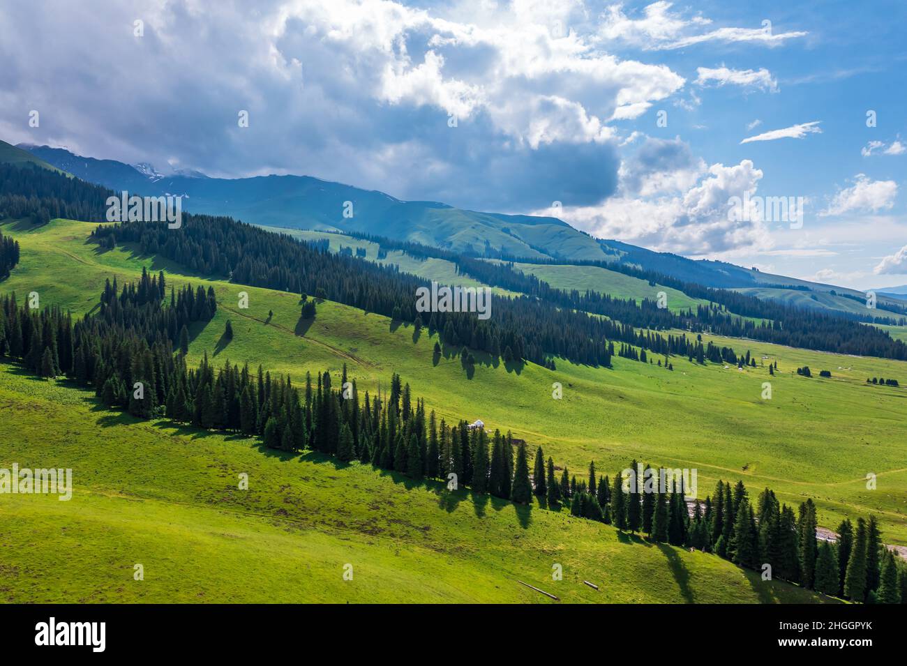 Green grassland and mountain with forest natural landscape in Nalati ...