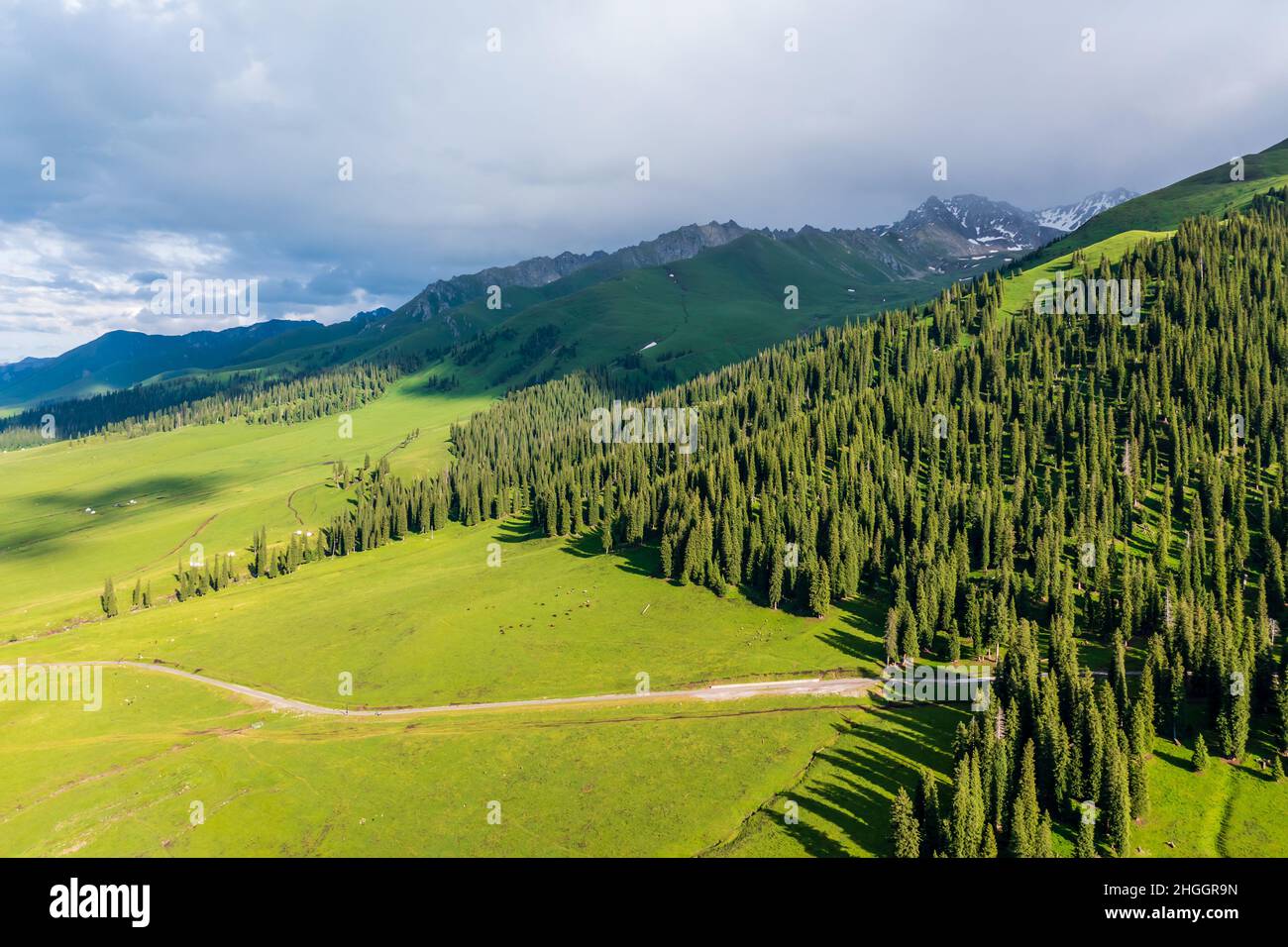 Green grassland and mountain with forest natural landscape in Nalati ...