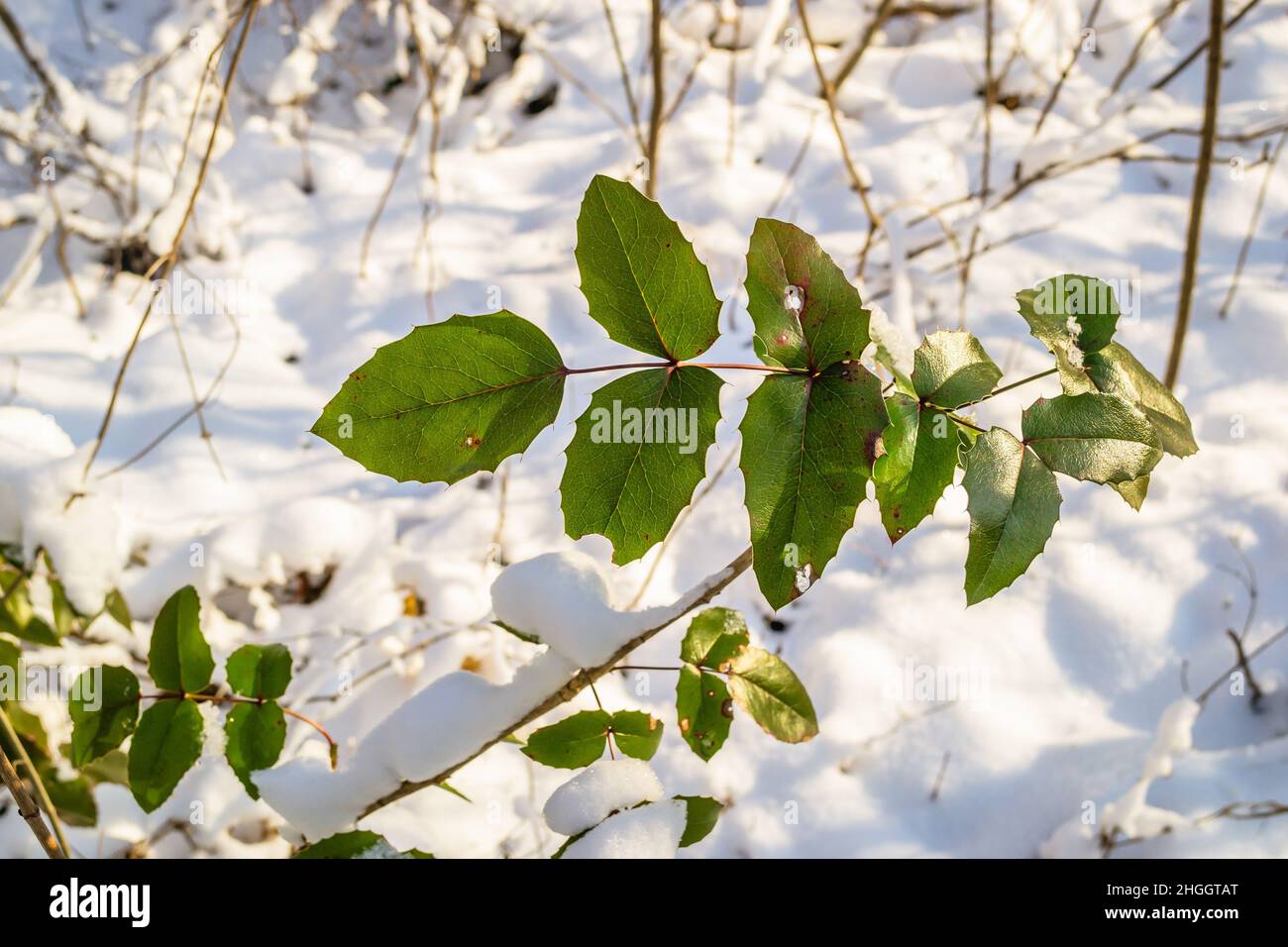 The leaves of a green plant covered with snow in an evergreen forest ...