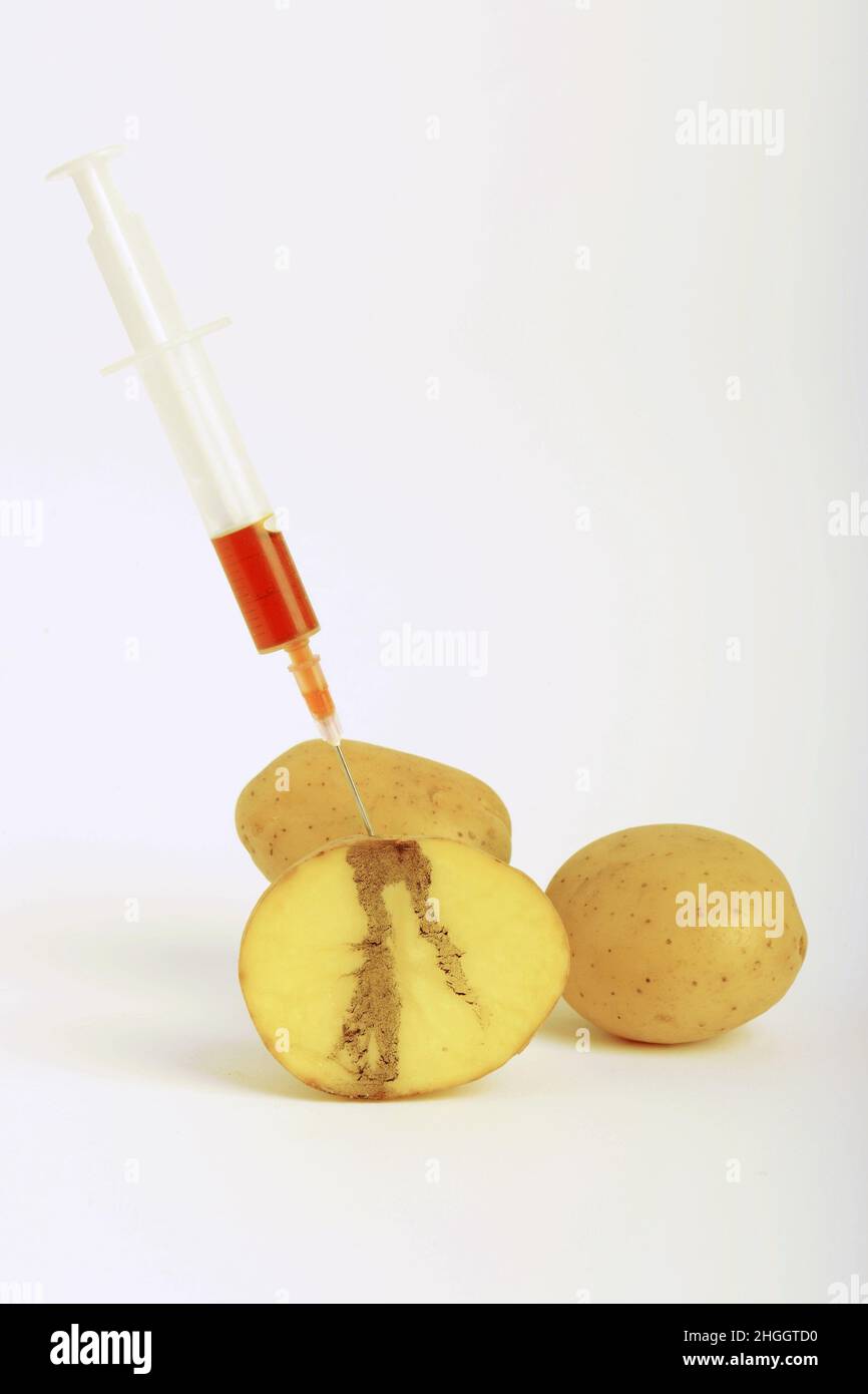 potato (Solanum tuberosum), syringe in halved potato, genetically ...