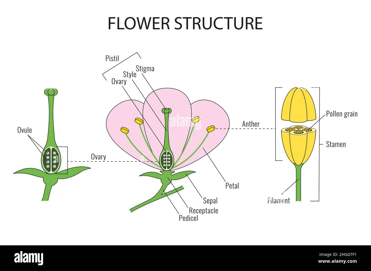 Parts Of A Flower Biological Diagram Stock Photo Alamy parts-of-a-flower-biological-diagram-stock-photo-alamy