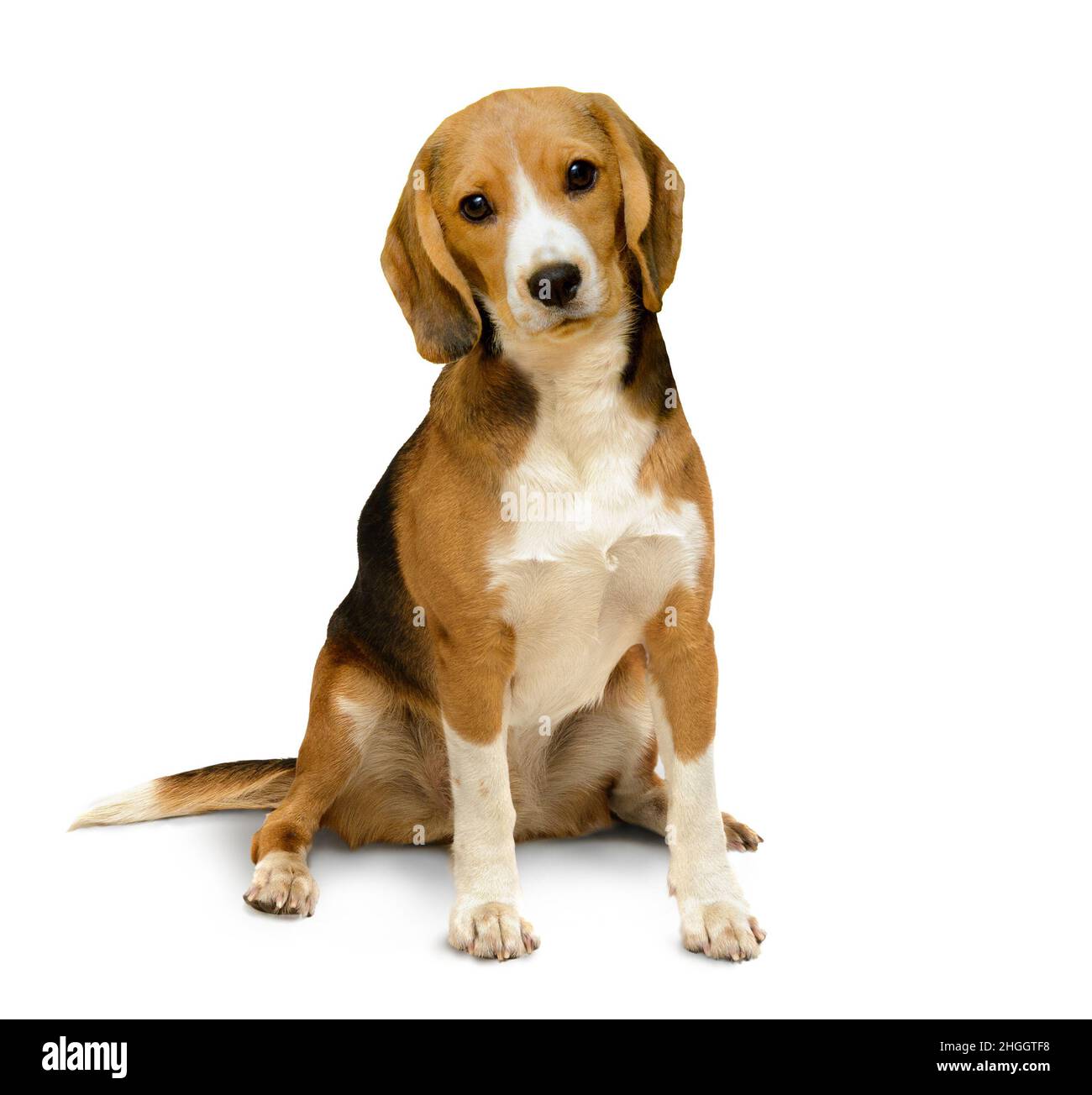 Beagle female sitting isolated on white background Stock Photo - Alamy