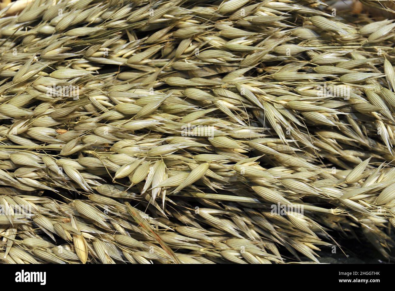 Cultivated oat, Common oat (Avena sativa), oat ears Stock Photo - Alamy