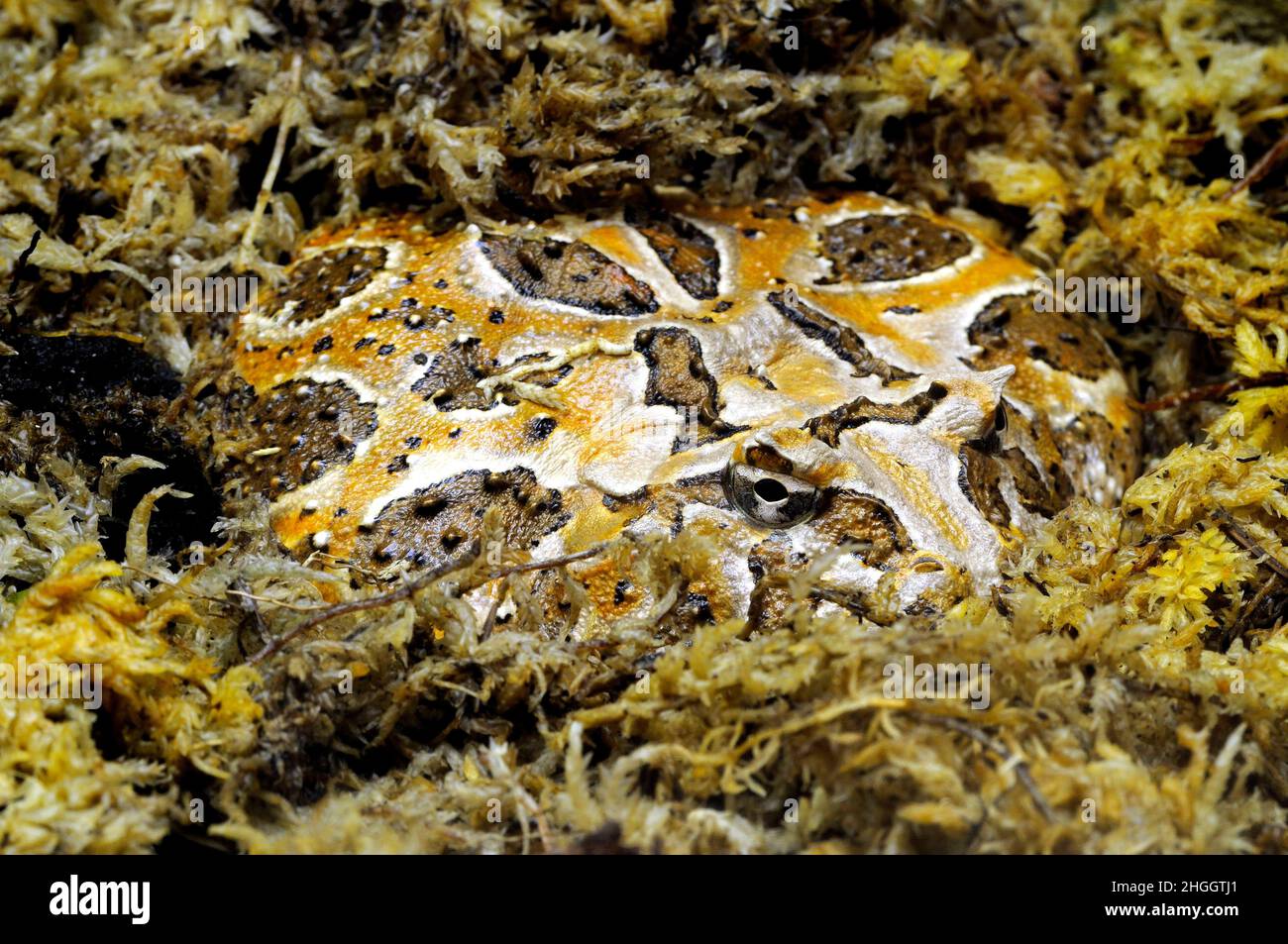 argentine horned frog, pacman frog, nightcrawler, night crawler, ornate ...