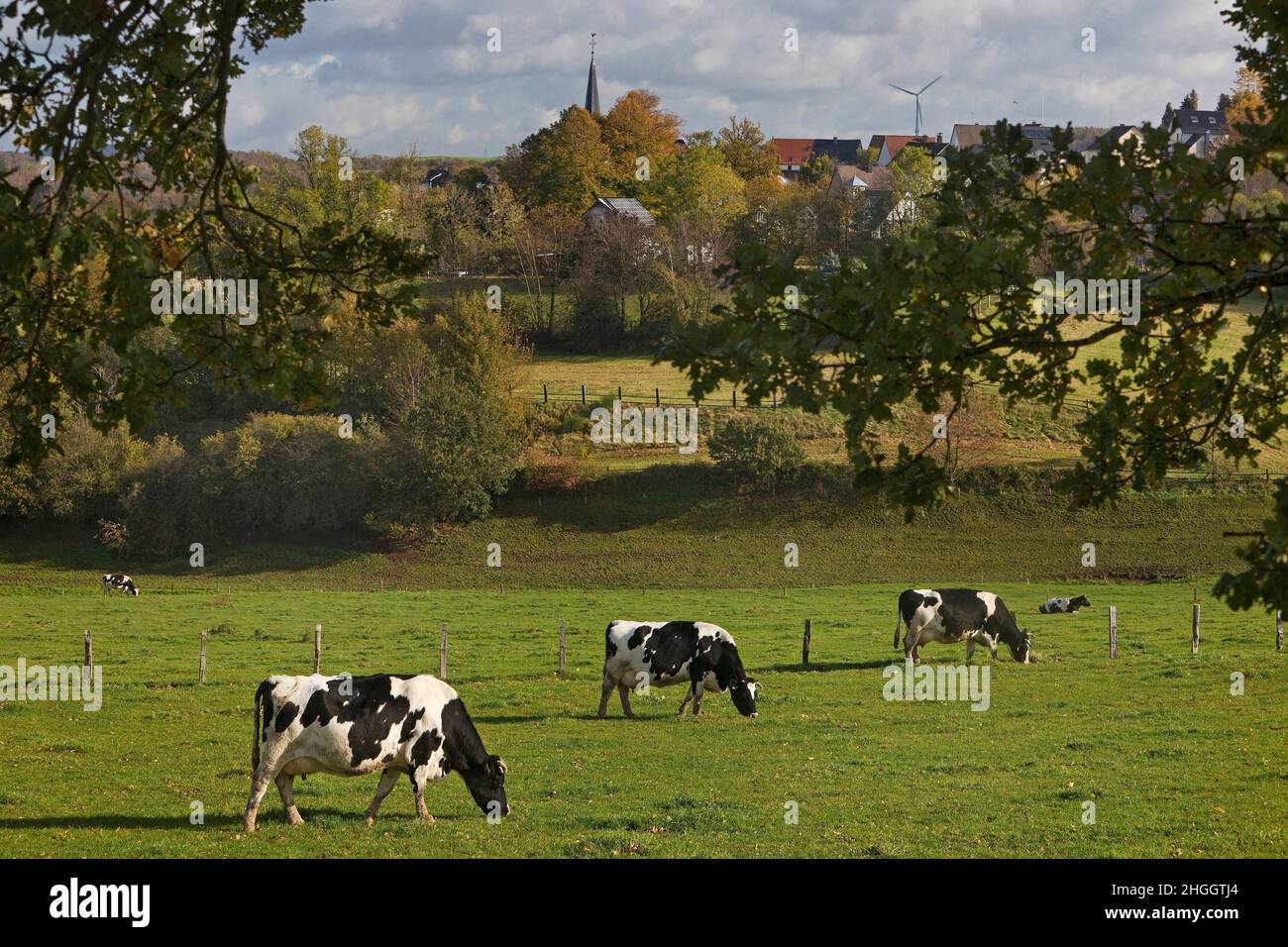 domestic cattle (Bos primigenius f. taurus), Cows on pasture and view ...