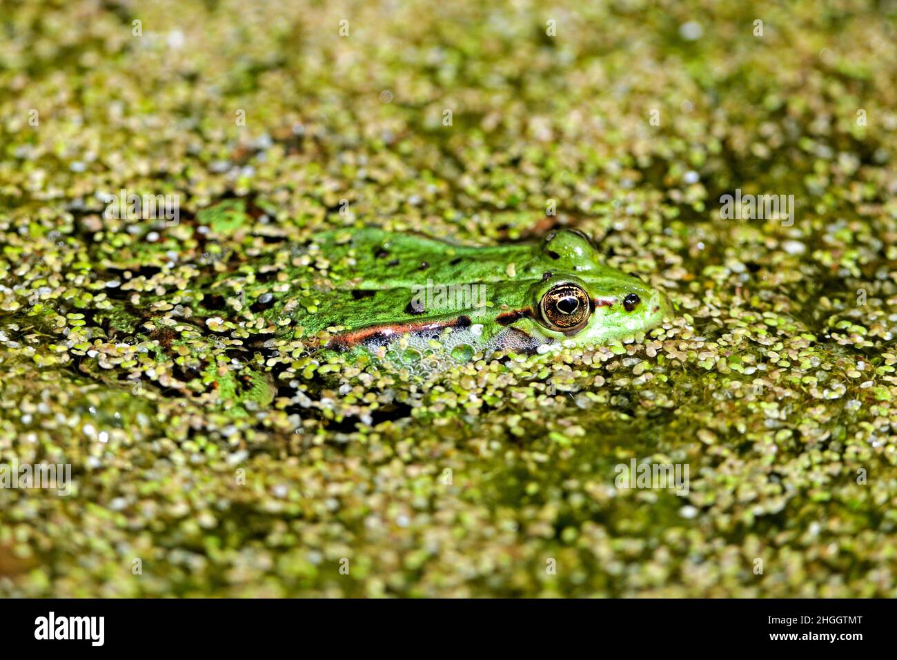 Pool frog, Little waterfrog (Rana lessonae, Pelophylax lessonae), in a ...