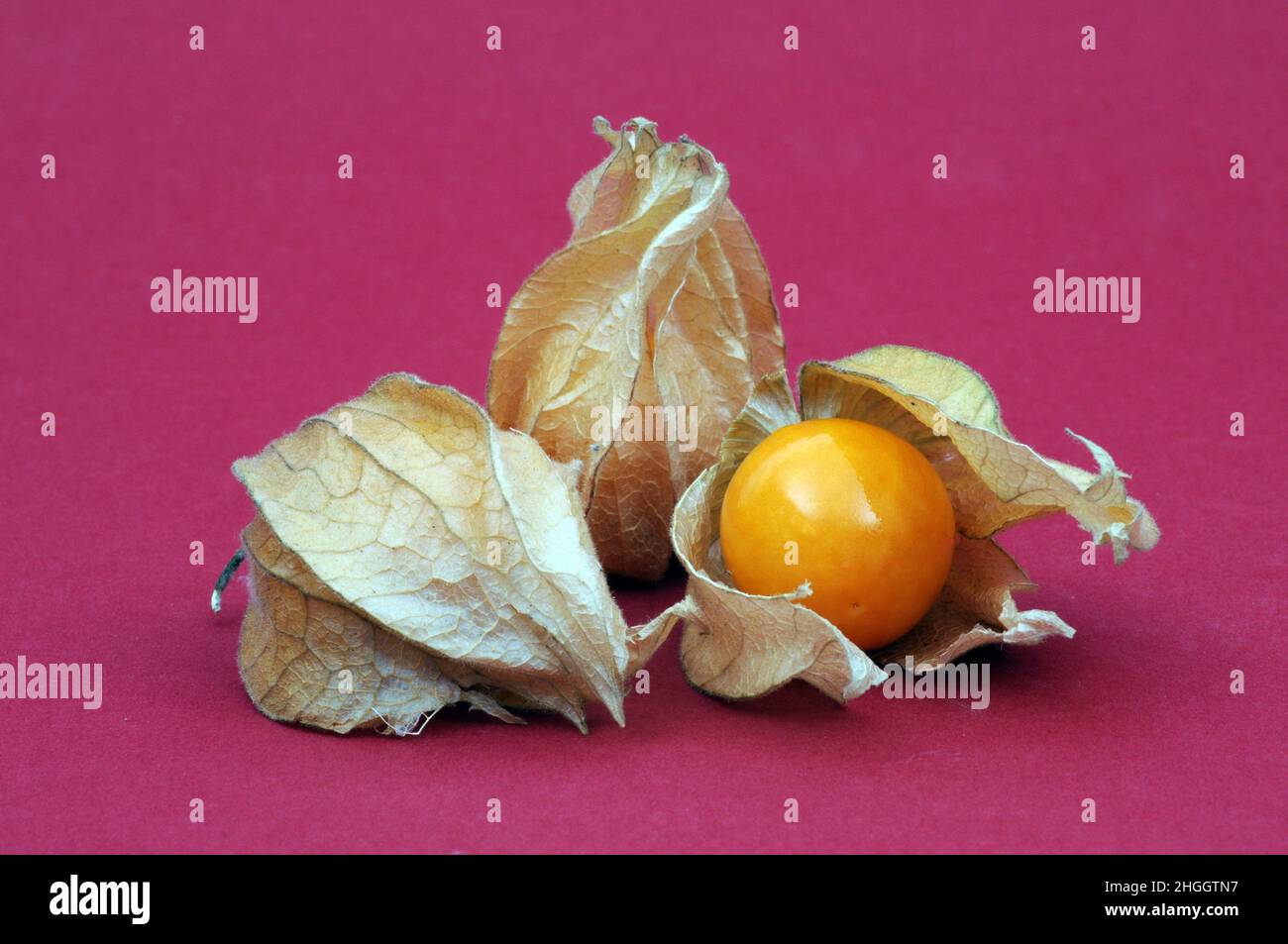 gooseberry, Peruvian ground-cherry (Physalis peruviana), Three ...