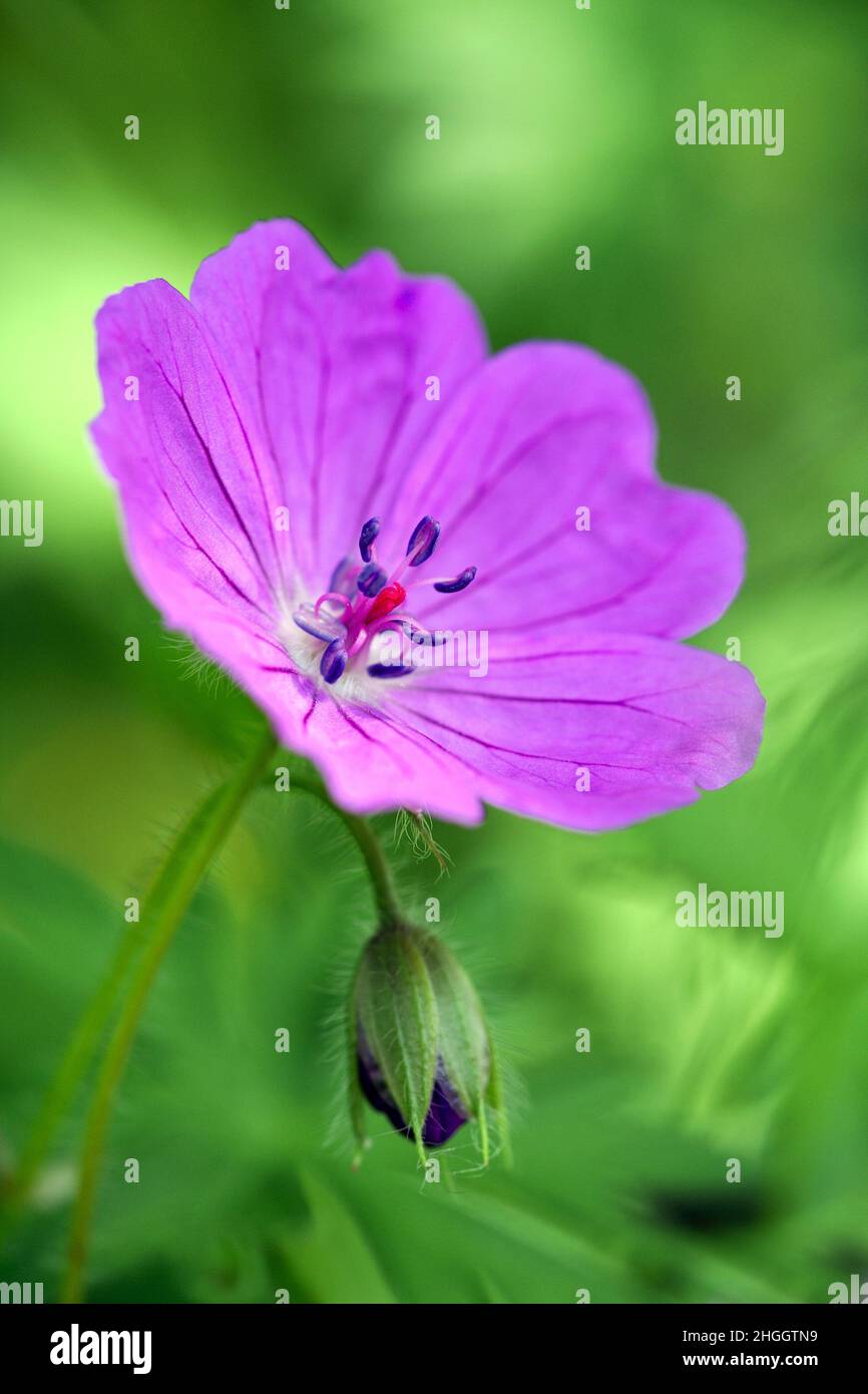 bloody cranesbill, blood-red cranesbill (Geranium sanguineum), Flower ...