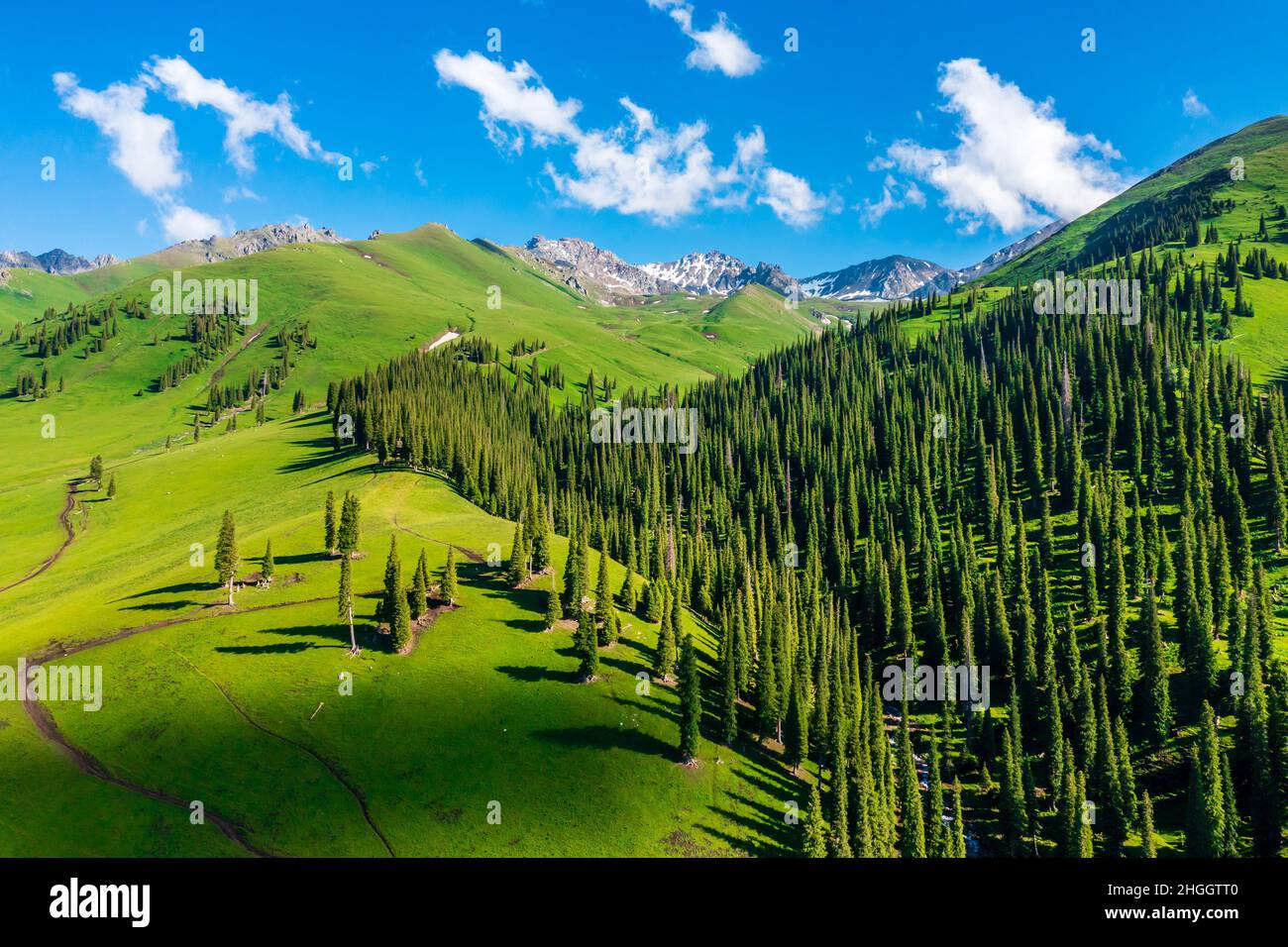 Green grass and mountain with forest landscape in Nalati grassland ...