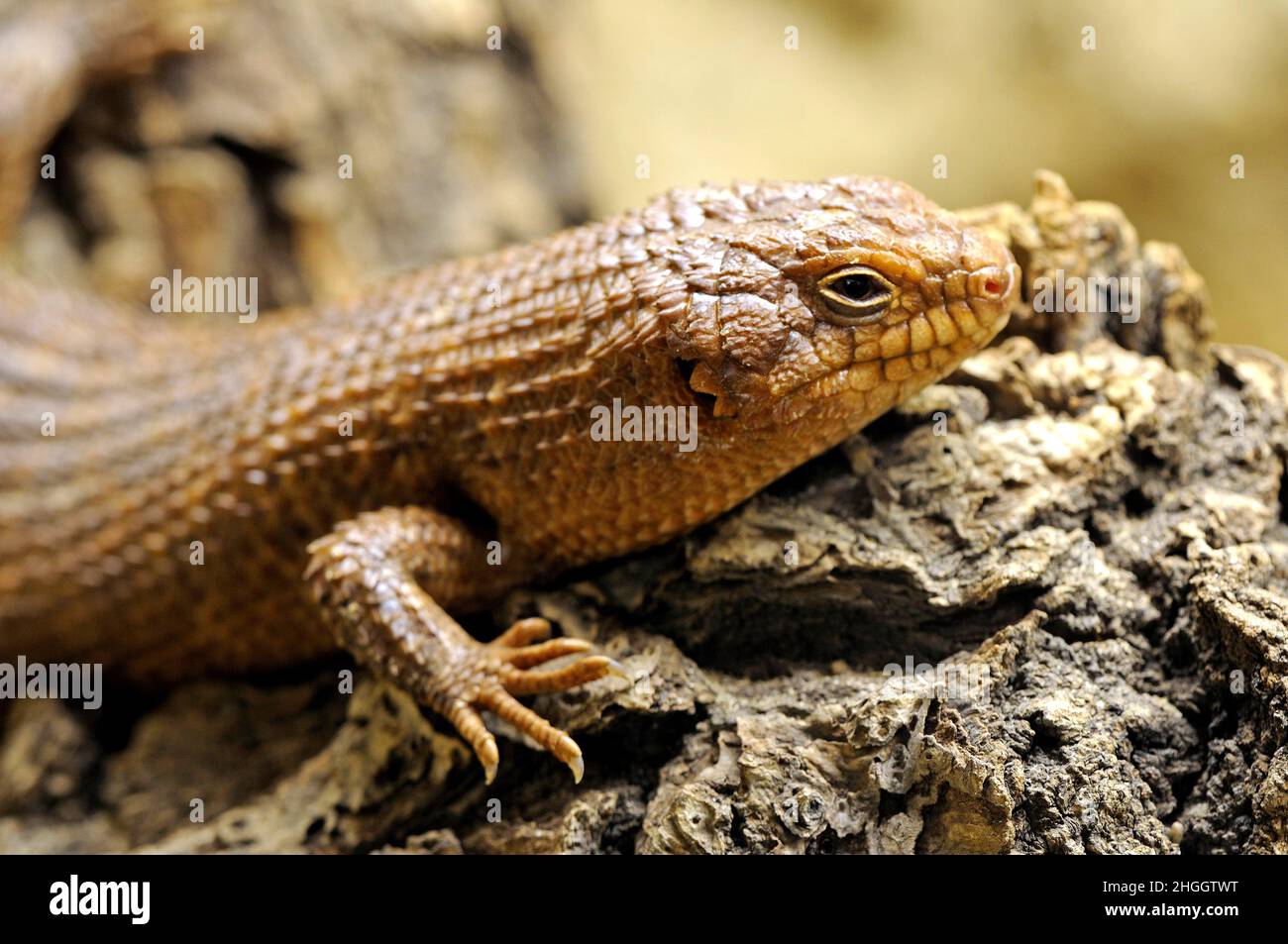 spiny-tailed Australian skink (Egernia stokesii), portrait Stock Photo ...
