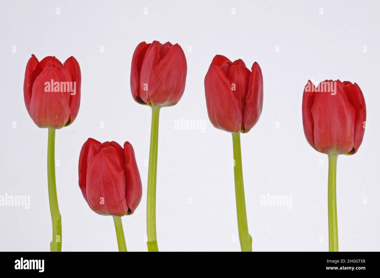 common garden tulip (Tulipa gesneriana), five red tulips in front of ...