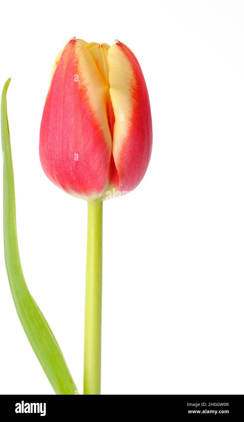 common garden tulip (Tulipa gesneriana), single tulip, cut-out Stock ...