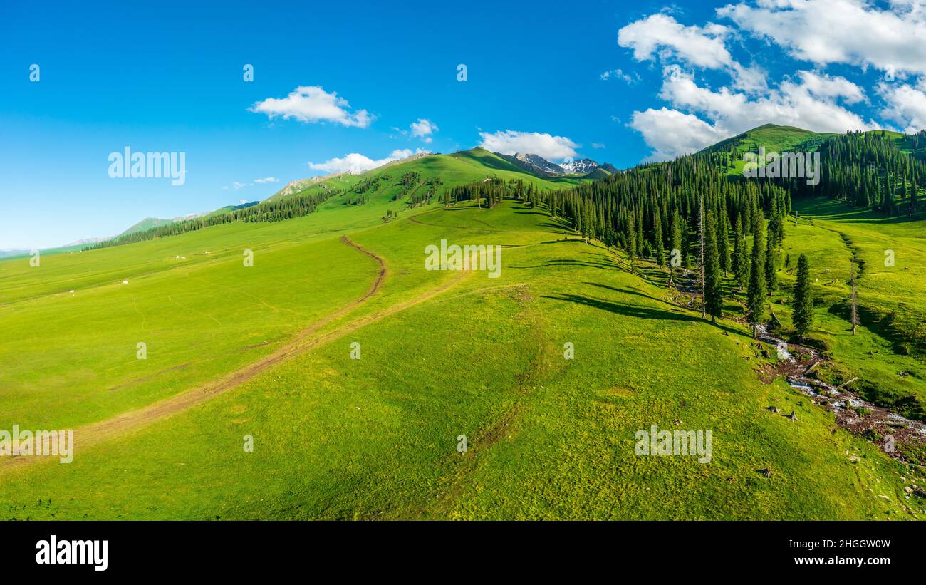 Green grass and mountain with forest landscape in Nalati grassland ...