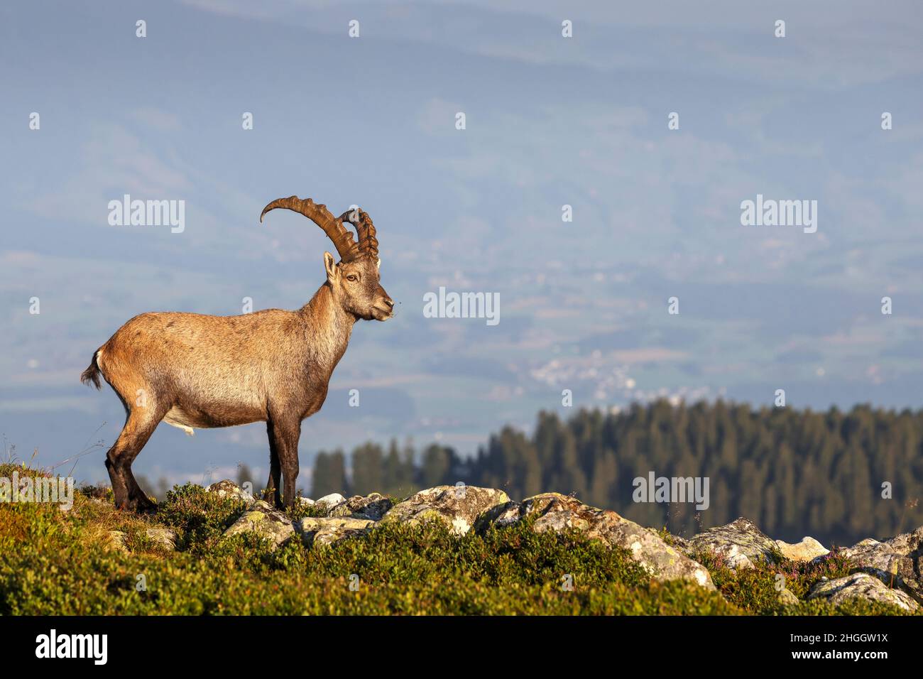 Alpine ibex (Capra ibex, Capra ibex ibex), male standing on the edge of ...