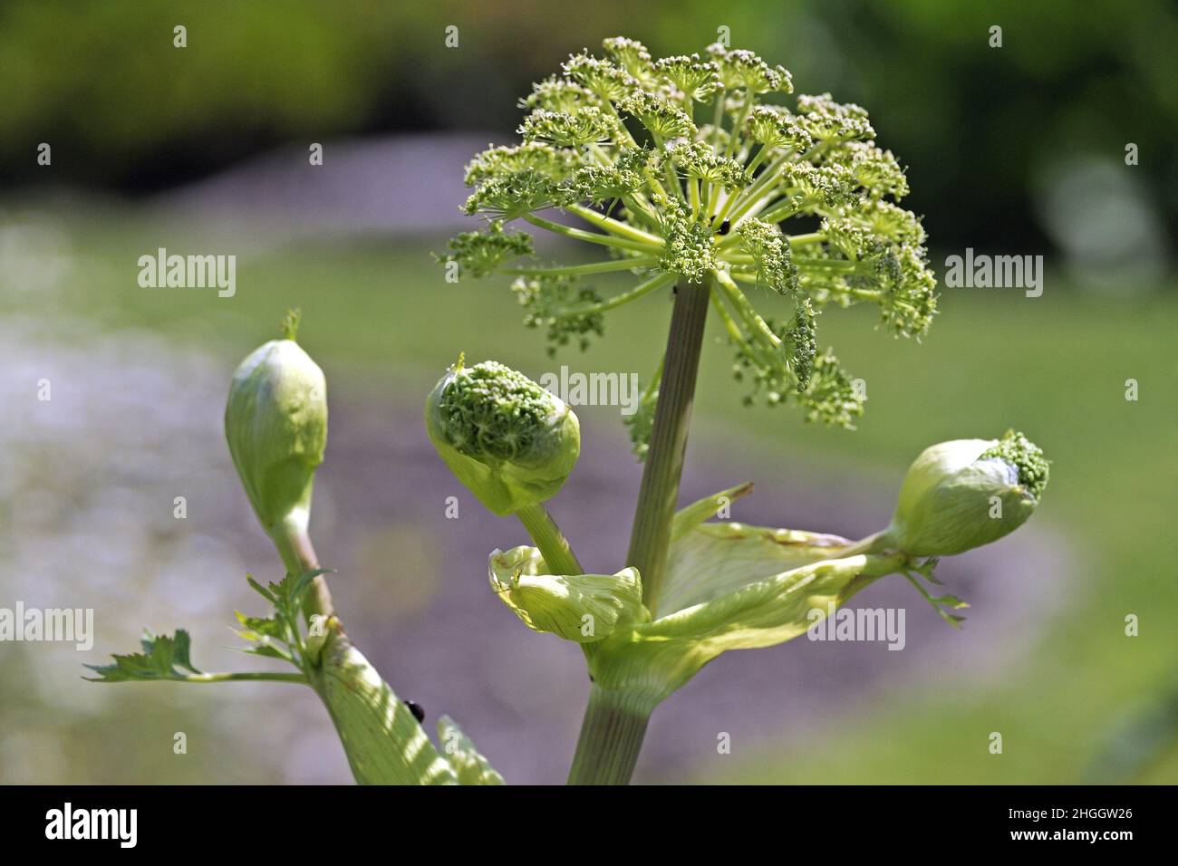 Garden angelica (Angelica archangelica), Inflorescence and buds ...