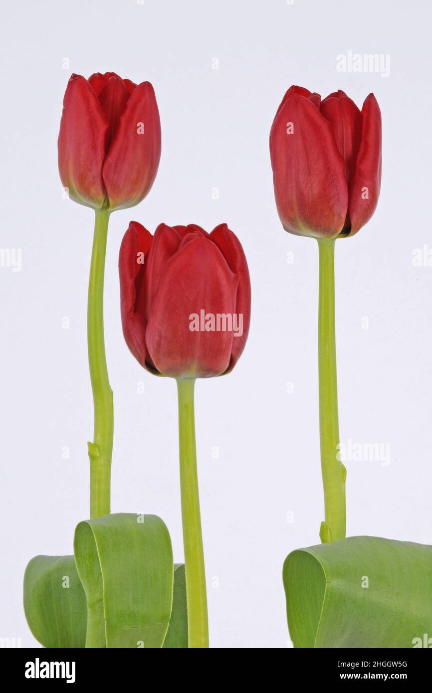 common garden tulip (Tulipa gesneriana), three red tulips in front of ...