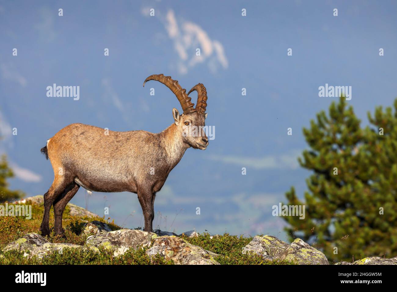 Alpine ibex (Capra ibex, Capra ibex ibex), male standing on the edge of ...