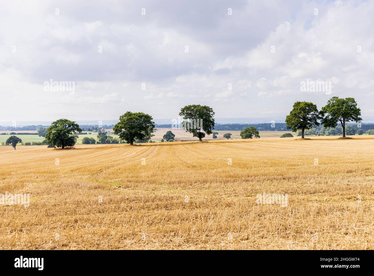 Corn field after harvesting in late summer, Thirsk, Yorkshire, England ...