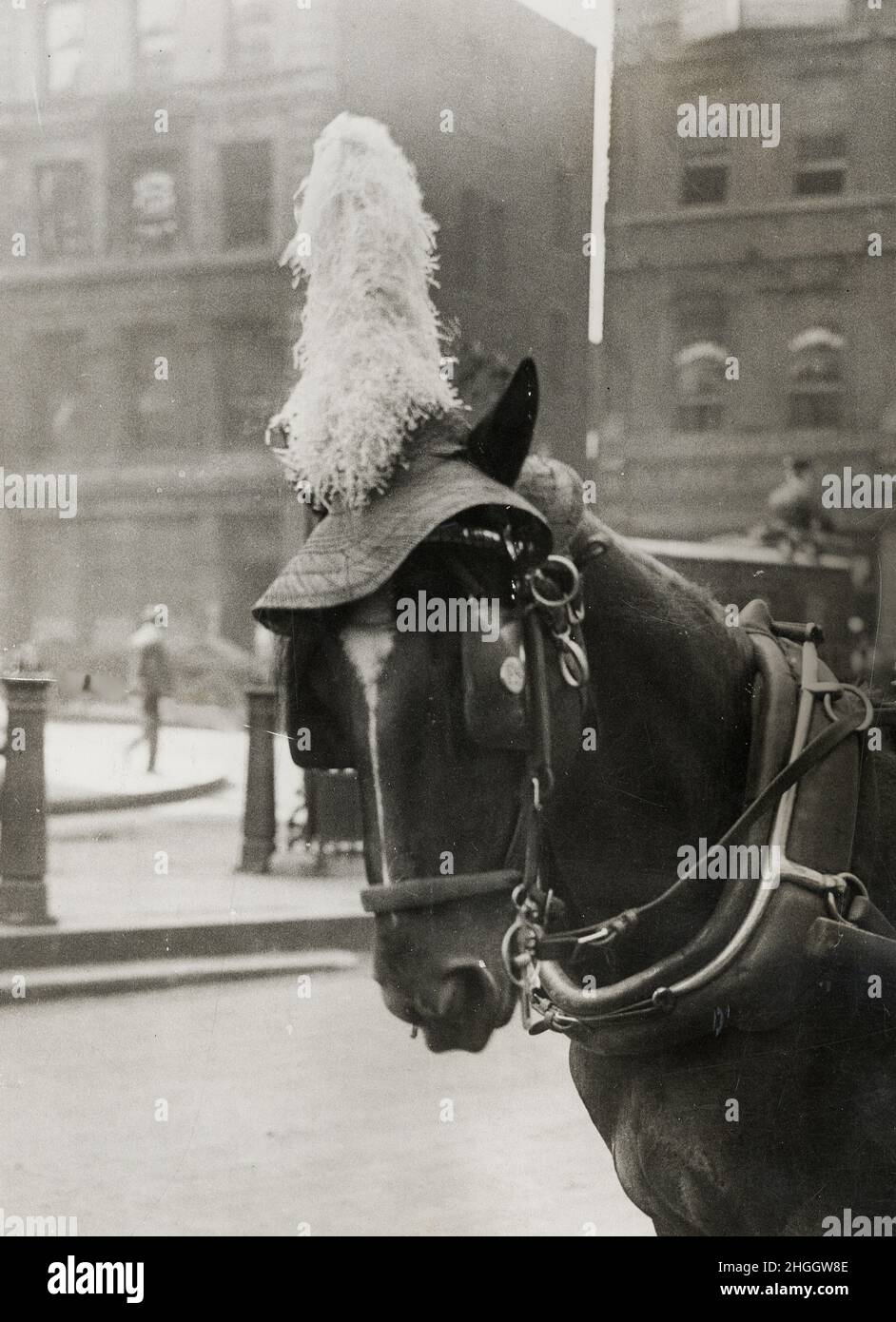 Vintage early 20th century press print: Carriage horse, hackney, with ...