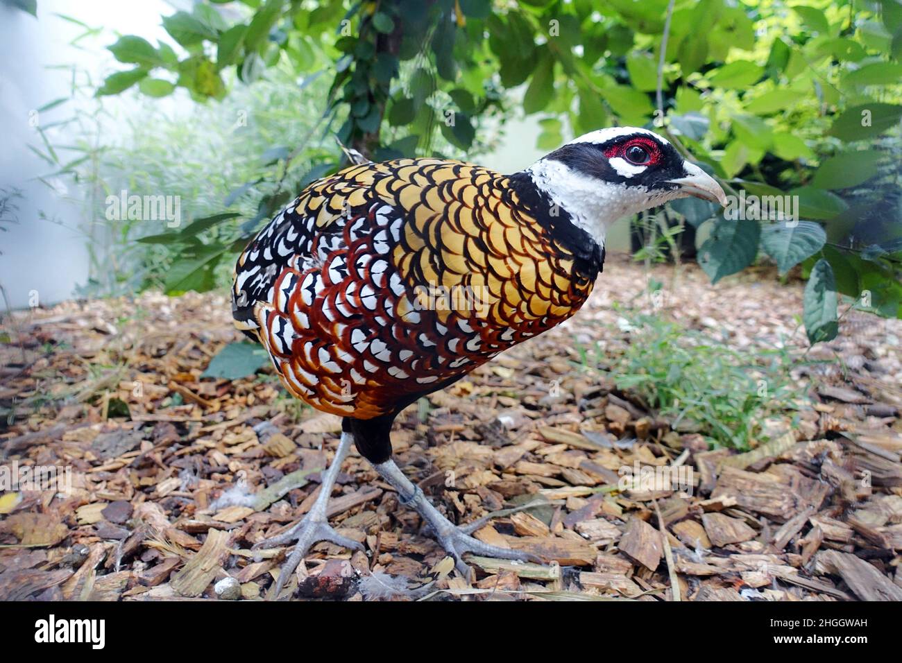 Reeves Pheasant