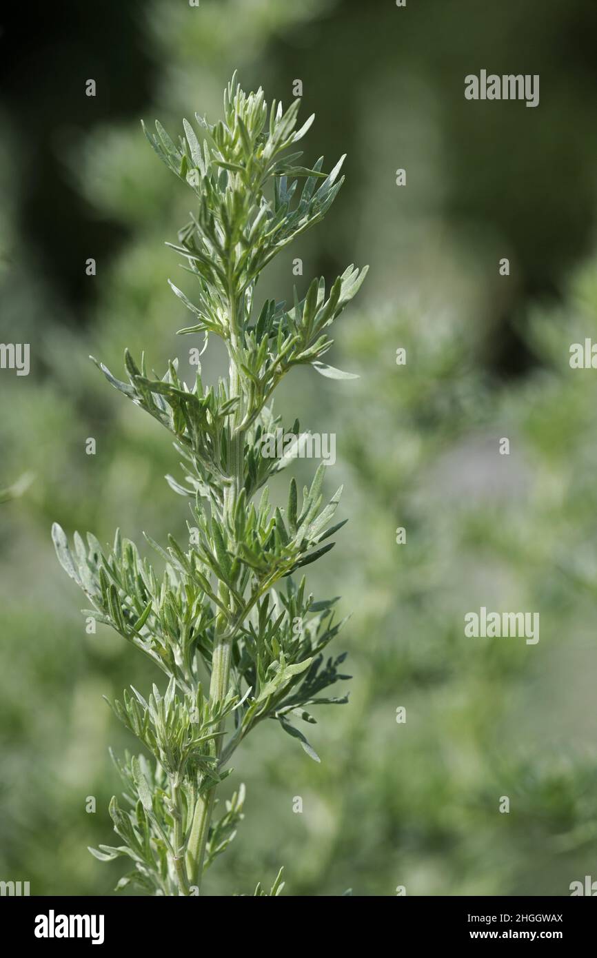 common wormwood, absinth wormwood, absinth sagewort (Artemisia ...