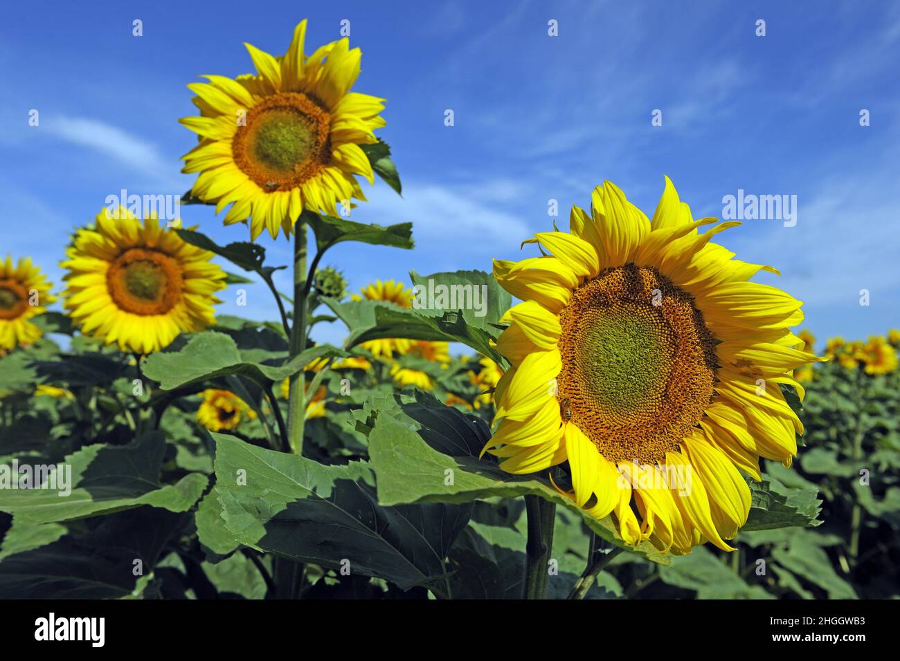 common sunflower (Helianthus annuus), sunflowers in a sunflower field ...