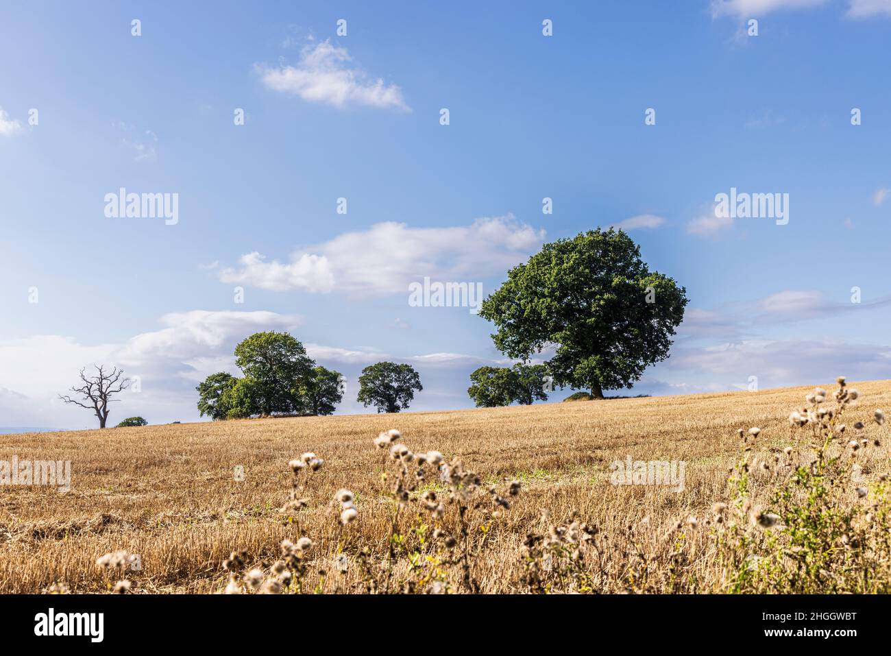Corn field after harvesting in late summer, Thirsk, Yorkshire, England ...
