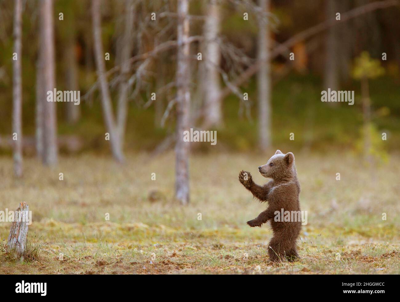 European brown bear (Ursus arctos arctos), bear cub standing on hind ...