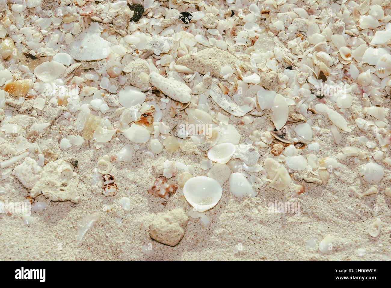 Sea shells on the shore of a tropical beach. View from above Stock ...