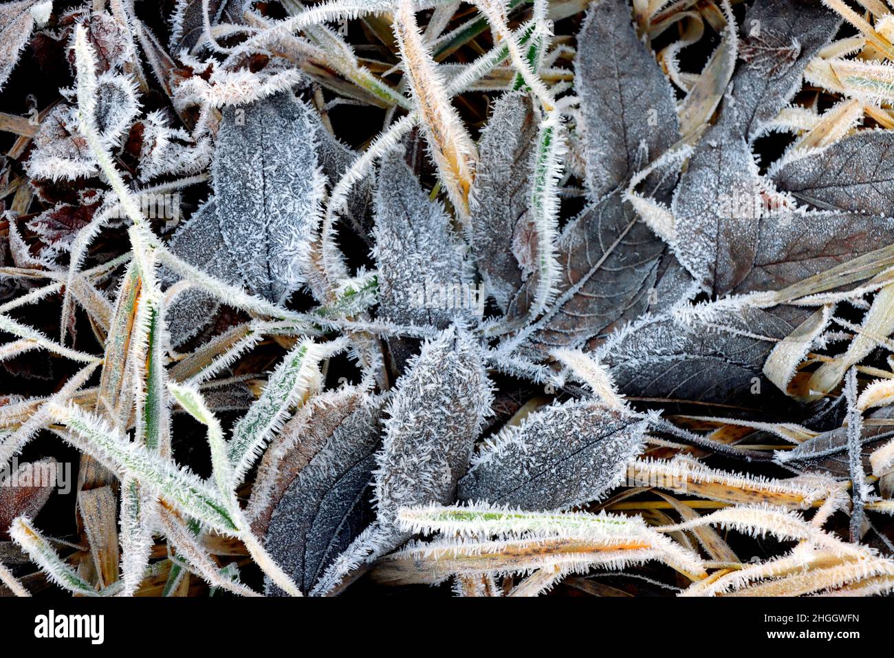 Hoar frost on fallen hi-res stock photography and images - Alamy