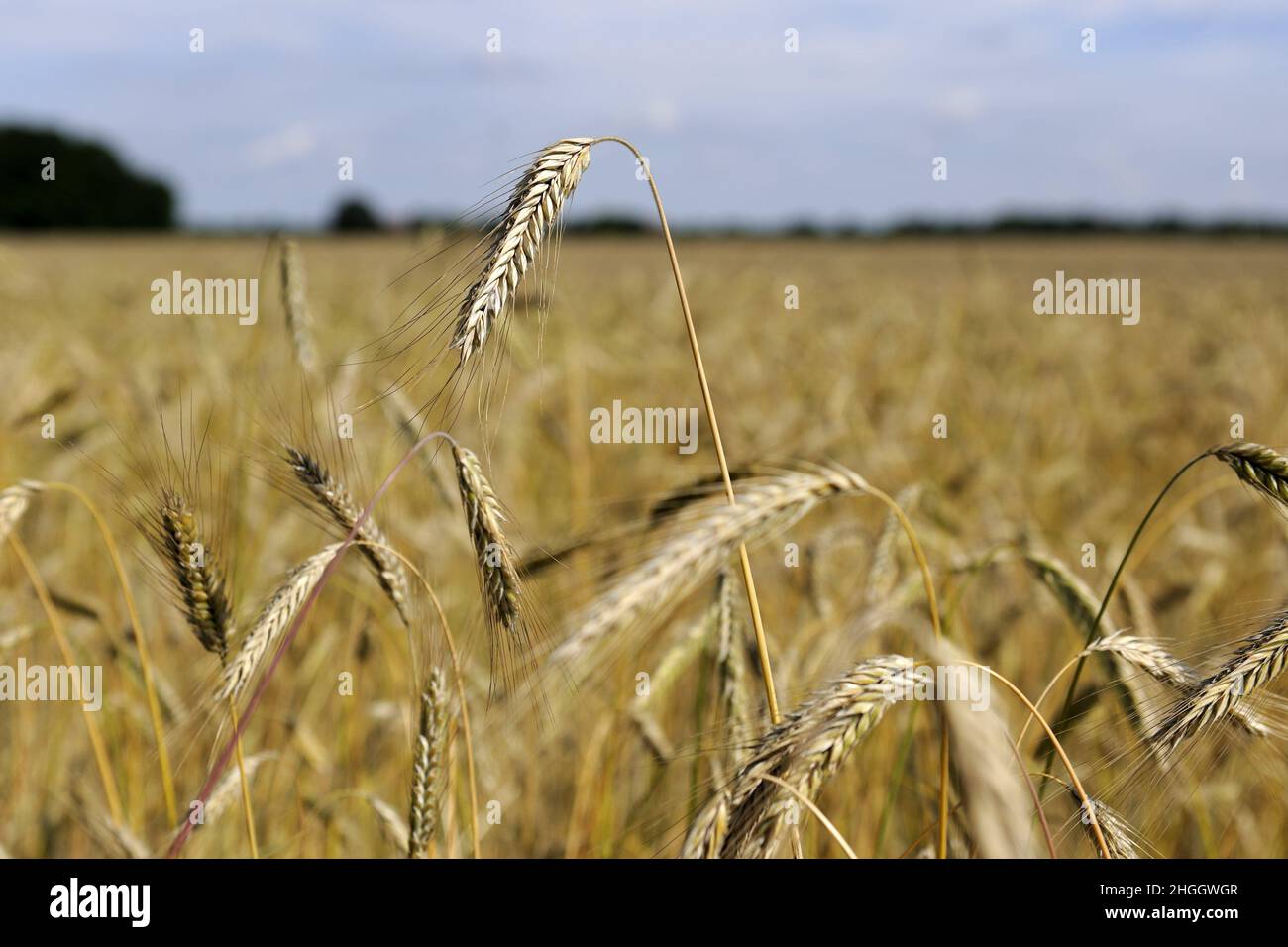 cultivated rye (Secale cereale), harvest-ready ears, Germany Stock ...
