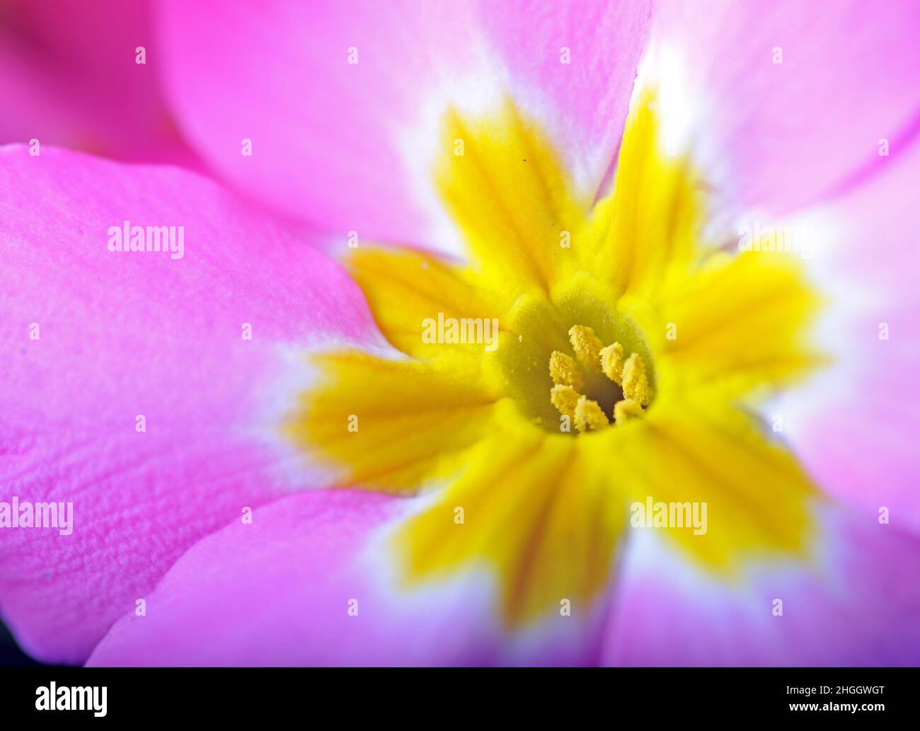 true English primrose (Primula acaulis, Primula vulgaris), detail of a ...