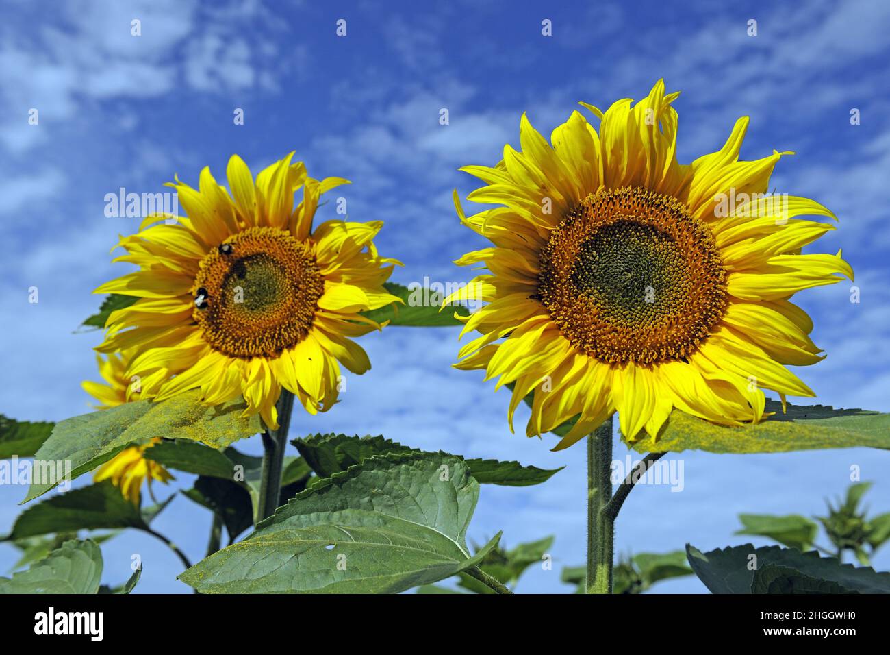 common sunflower (Helianthus annuus), sunflowers in a sunflower field ...